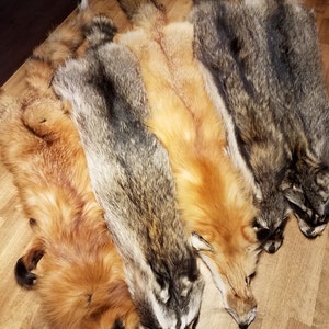 Professionally Tanned 1 Grade Red Fox Hide/pelt - Etsy