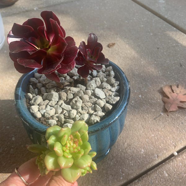 4,5"echeveria Pushke Rare Korean Succulent - Etsy