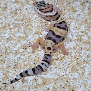 Leopard Gecko Moist Hide / Lay Box - Etsy