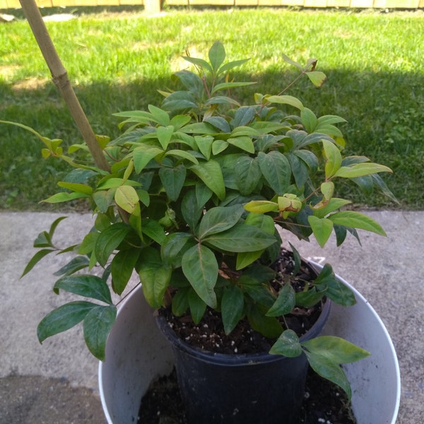 Firepower Nandina, Nandina Plant, Nandina Shrub, Evergreen Shrubs, Red ...