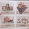 Snail Unit Study Charlotte Mason Spring Printable Worksheets Preschool ...