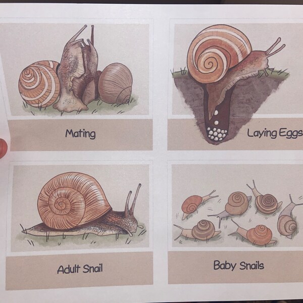 Snail Unit Study Charlotte Mason Spring Printable Worksheets Preschool ...