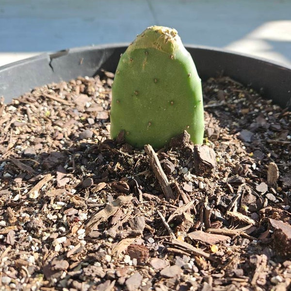 One Fresh Cut 7”-10” Organic, Prickly Pear Nopales, Nopal, Nopalitos ...