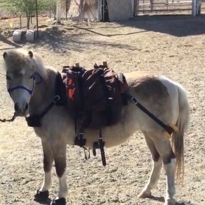 Mini Horse Pack Saddle Large , Adjustable - Etsy
