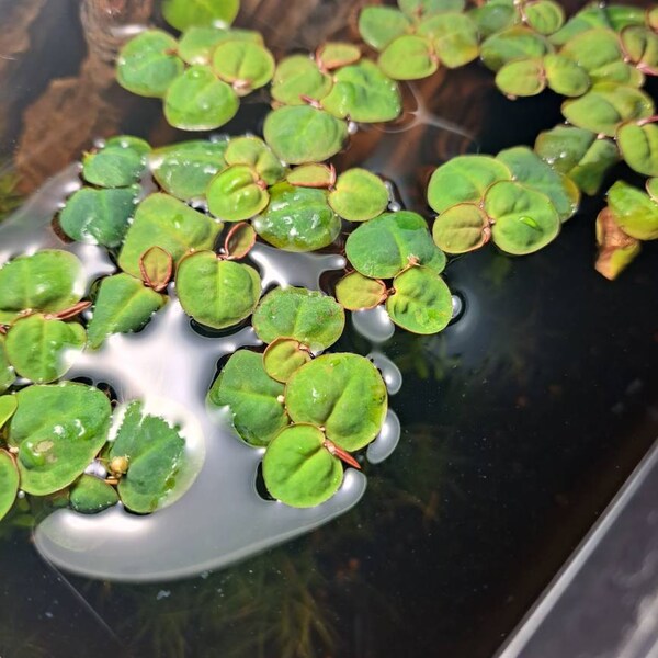 Red Root Floater, Phyllanthus Fluitans, Live Aquarium/floating/pond ...