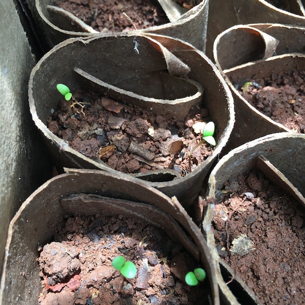 Weld Seeds : Yellow Natural Dye Plant - Etsy