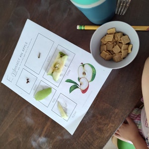 Human Body Systems, Print Copywork, Human Body Facts, Print Handwriting ...