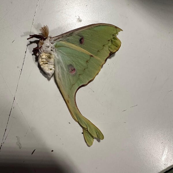 3 PRACTICE Grade Specimens of LUNA Moth Actias Luna - Etsy