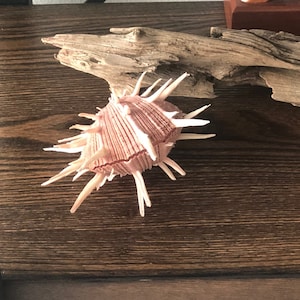 Imperial Volute Conch Shell Horn Spikes Unique Large Display | Etsy