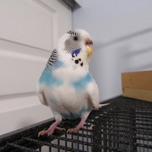 Cuddly Cockatiel Sticker Cute Birb Stickers Kawaii | Etsy