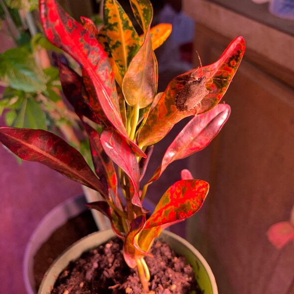 Batik Croton Plant, 2 Inch Plant, Croton Live Plant, Colorful House ...