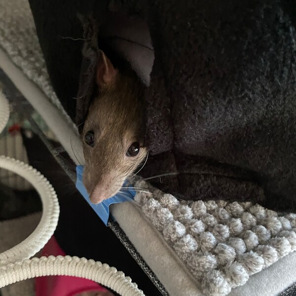 The Cosy Coffin Luxury Halloween Coffin in 3 Sizes, Hanging Cube ...