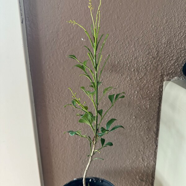 Chinese Perfume Tree, Chinese Rice Flower, in 4", 6" and 10" Pot Aglaia ...