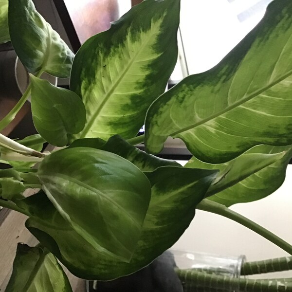 LIVE 6” Pot Ivy Plant, Hedera Helix, Plant Gift for Home, Dad Christmas ...