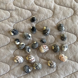 White Seashells 10 500 Small Wedding Clam Shells Cardium | Etsy