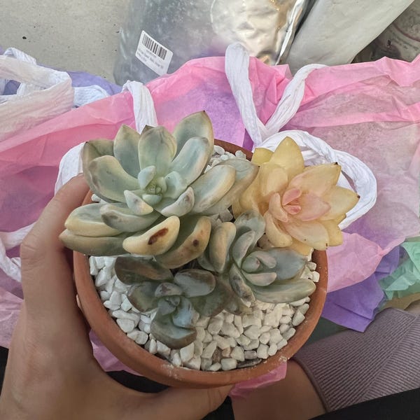 Haworthia Picta Metallic Red - Etsy