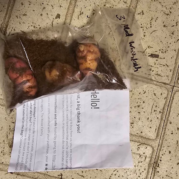 Oca Seed Tubers / Root for Planting - Uqa, New Zealand Yam - Organic ...