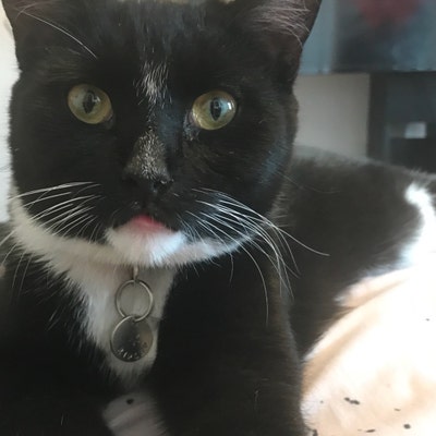 SMALL Dog or Cat Tag Customized Pet Tag Hand-stamped Dog or Cat ID Tag ...