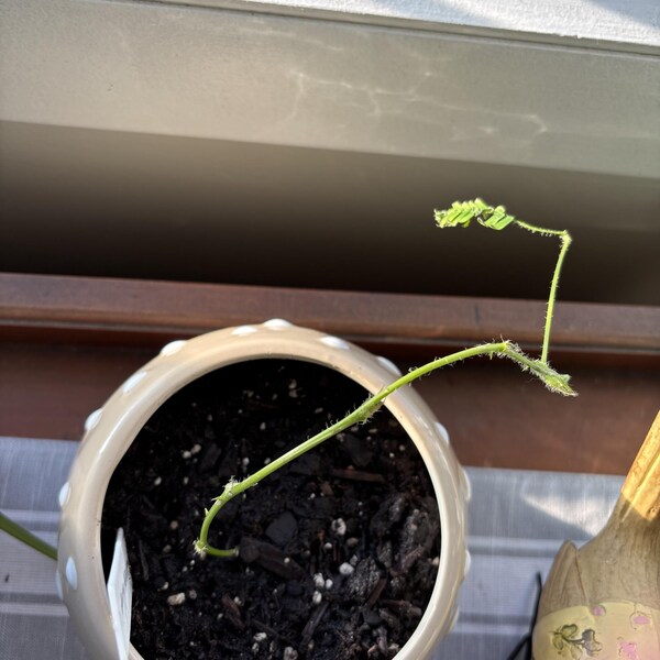 Xyris Difformis — Bog Yellow-eyed-grass - Etsy