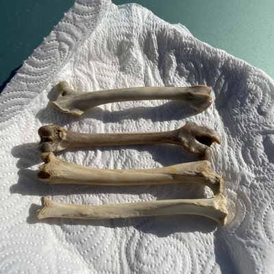 A Pair of English Wild Red Fox Bones - Etsy