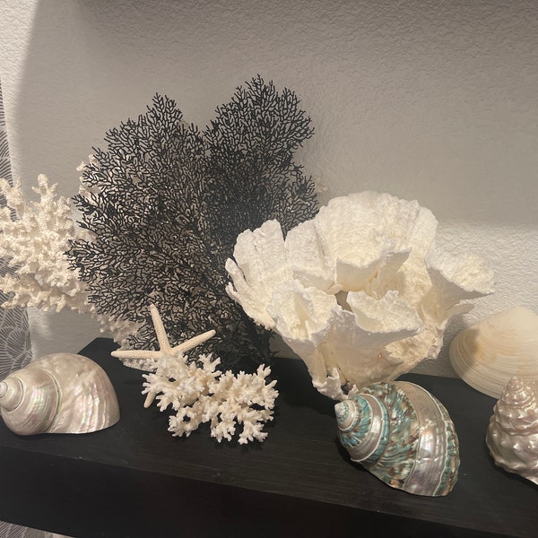 Genuine Sea POCA CORAL All Sizes 100% Real Ocean Reef Aquarium Coastal ...