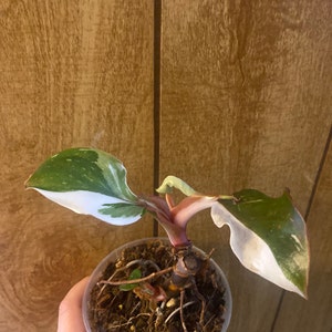 Epipremnum Aureum Carnival Teruno Series Pothos Fully Rooted Plant - Etsy