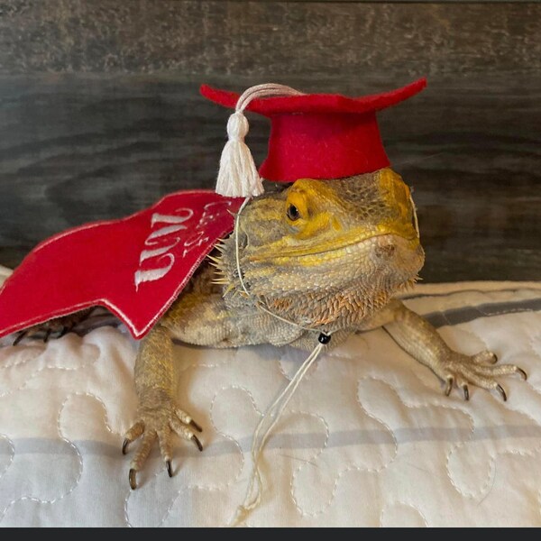 Bearded Dragon Graduation Cap and Gown - Etsy
