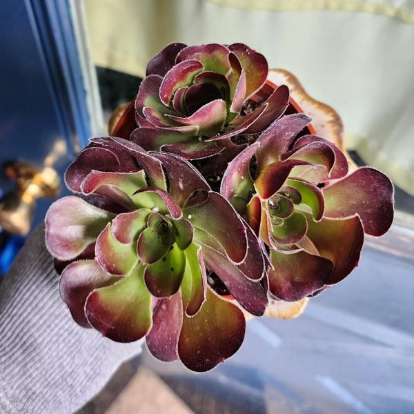 Aeonium Garnet 4”, Live Succulent - Etsy