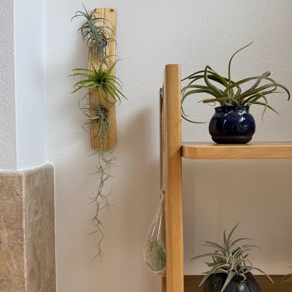 Kokedama Bonsai Ball Hook, Indoor Hanging Planter, Modern Plant Display ...