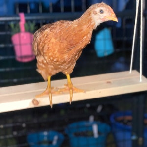 Backyard Barnyard Chicken round Bar Handmade in USA Wood - Etsy