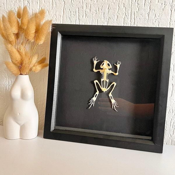 TWO (2) Javanese Toad Skeleton (duttaphrynus Melanosticus) Skeleton ...