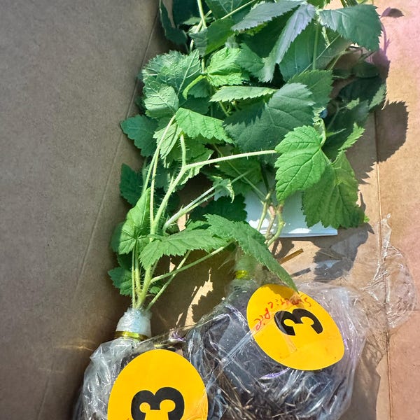 Fall Gold Raspberry Starter Plant Sweet Raspberries Yellow Berry Fruit ...