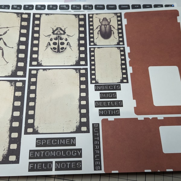 Specimen Slide Box, Mini Ephemera Storage, Printable Boxes, Specimen ...