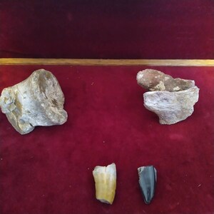 Thecachampsa Sp. Fossil Osteoderm armor Scute - Etsy