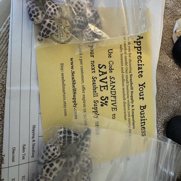 Small Scallop Baking Dish Seashells Pecten Yessoensis (8 Shells Approx ...