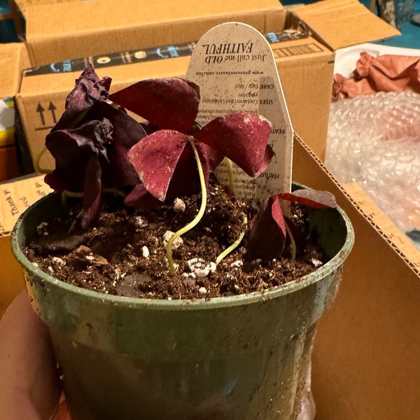 Oxalis Triangularis | Purple and Green Shamrock Plant | Oxalis Plant ...