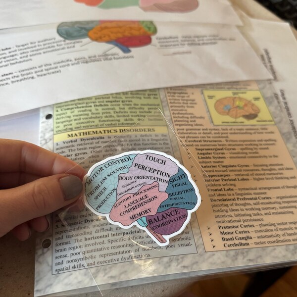 Labeled Brain Sticker, Anatomy Brain Sticker, Brain Sticker, Lobes ...