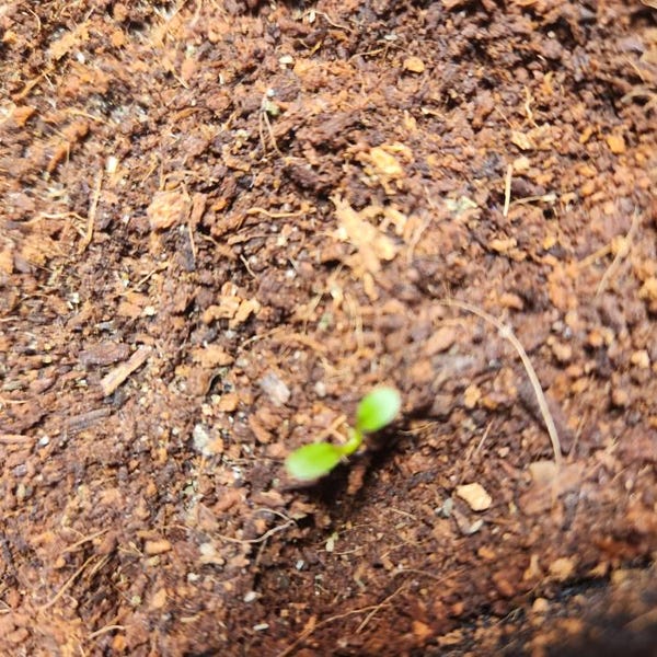 Tulsi Seeds - Holy Basil - Temperate Tulsi - Ocimum Africanum - Herbal ...