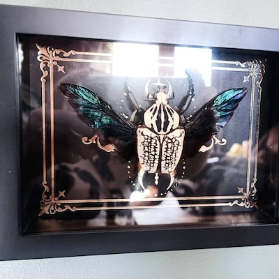Real Framed Flying Beetle Goliathus Orientalis Shadow Box Frame Insect ...