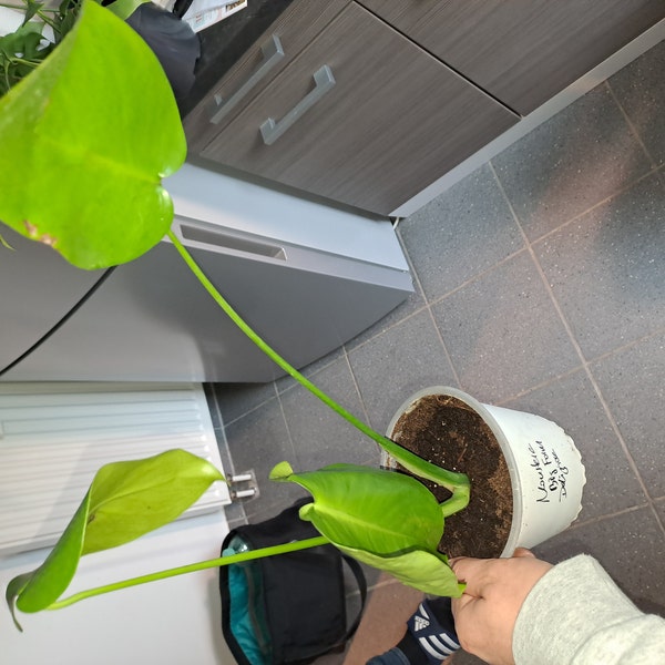 Monstera Big Form (Original Deliziosa Giant) – Version original de hoja ...