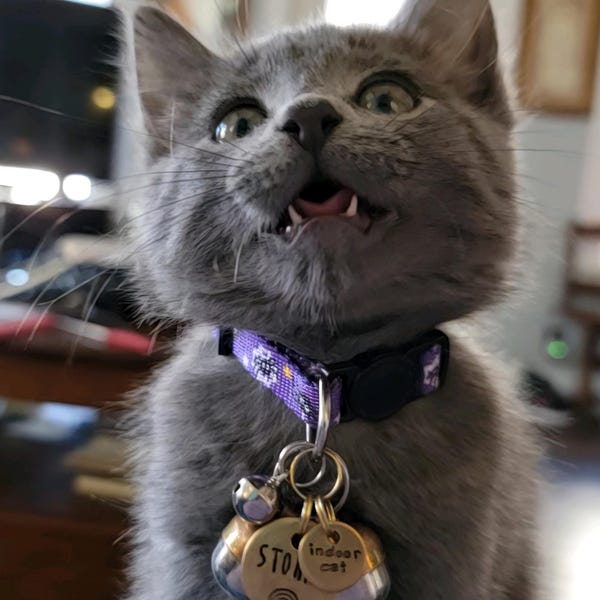 Cat Tag, Cat ID Tag, Small Pet Tag, Cat Name Tag, Microchipped Tag ...