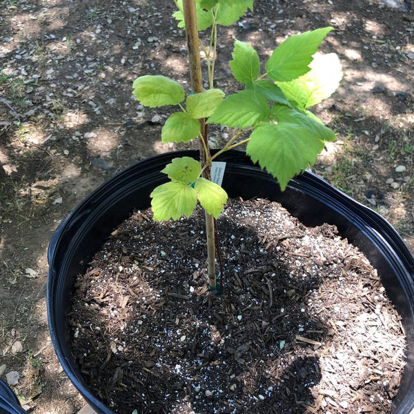 Cascade Harvest Red Raspberry- Very Large Firm Berries, Very Good ...