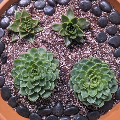 Senecio Radicans'string of Fish Hooks' Rare Succulent Plant - Etsy