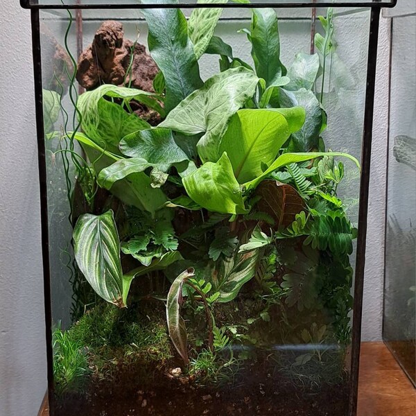 Large Closed Terrarium With Removable Top - Etsy UK