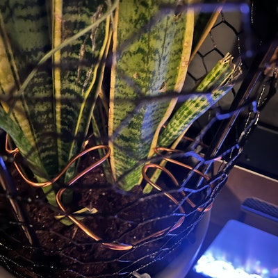 Monstera Shaped Plant Support Copper Coloured - Etsy