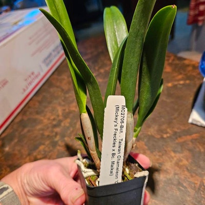 Husky Plant , Ruby Velvet Red Phalaenopsis Formosa Ruby 'brilliant' - Etsy