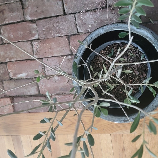 Live Arbequina Olive Tree - Self-pollinating Producer of Delicious ...