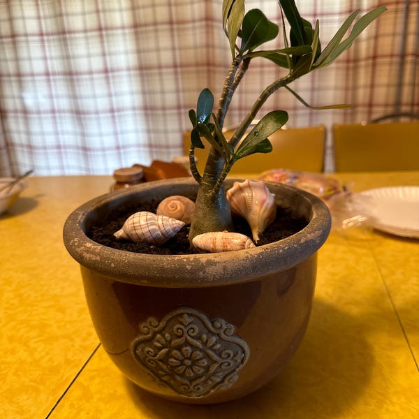 RARE* ALBINO/ ALBINISM Juvenile Florida Fighting Conch, Lightning Whelk ...