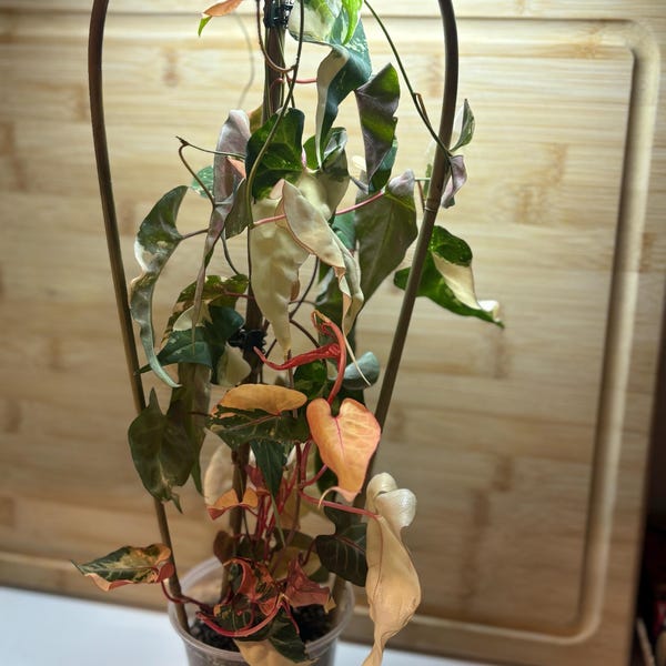 Fallopia Multiflora Variegated; Albo Reynoutria - Exact Plant; Multiple ...