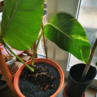 Tradescantia Pallida Setcreasea Pallida purple Heart 3 - Etsy